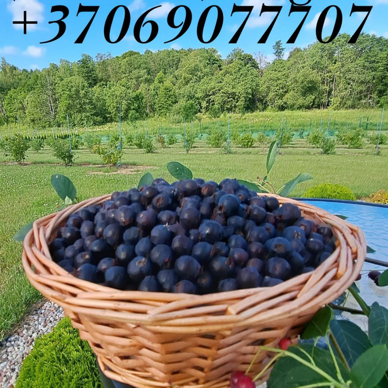 Medlievos uogos karintai iš ūkio Klaipėda Palanga Šventoji Nida