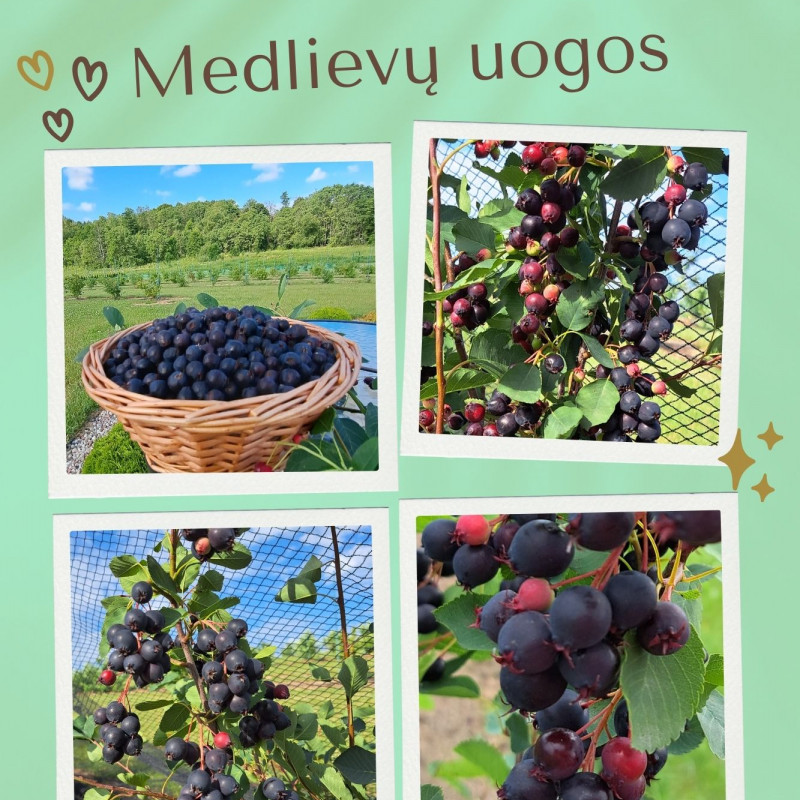 Medlievos uogos karintai iš ūkio Klaipėda Palanga Šventoji Nida