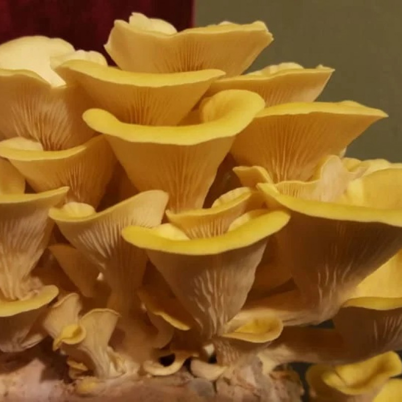 Citrininė kreivabudė – Golden Oyster Mushroom (Pleurotus citrinopileatus) rąstams