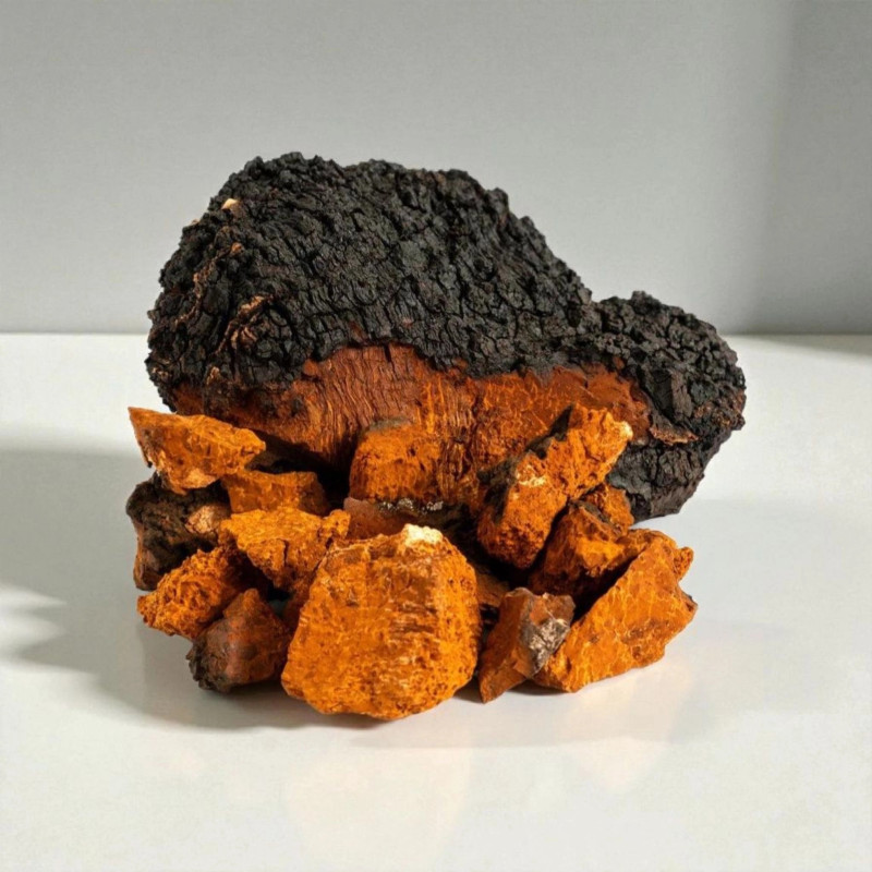 Beržo grybas Čaga +Reishi 120 kapsulių